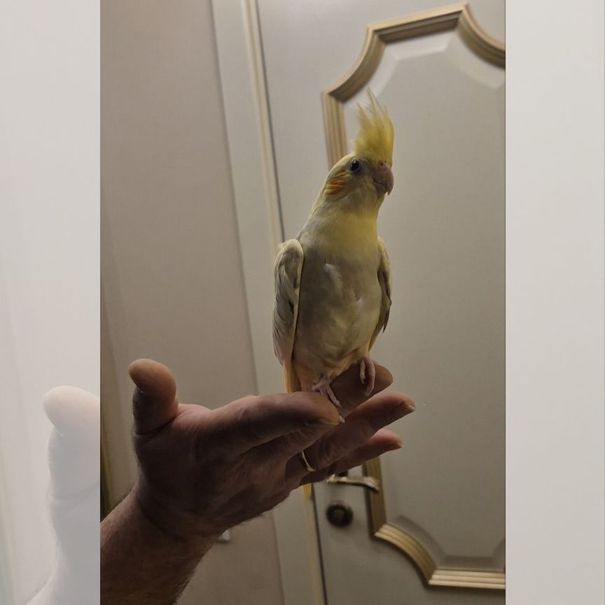 Попугай корелла