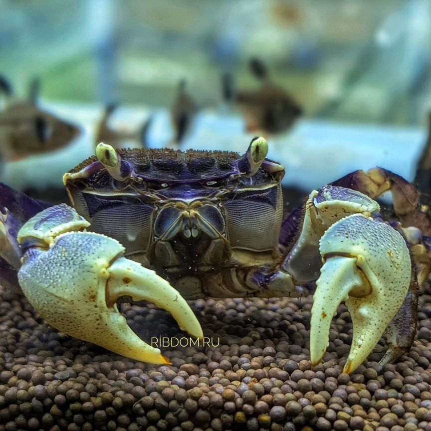 Краб синий паук - Blue spider Metasesarma sp