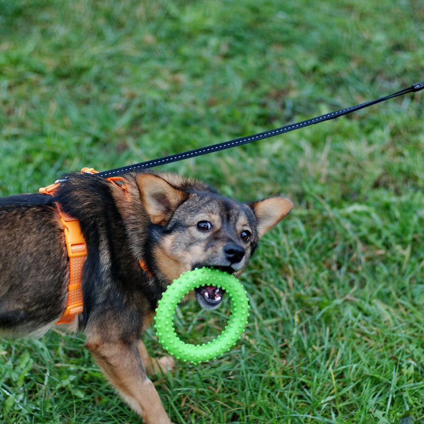 Маленькая собака мальчик