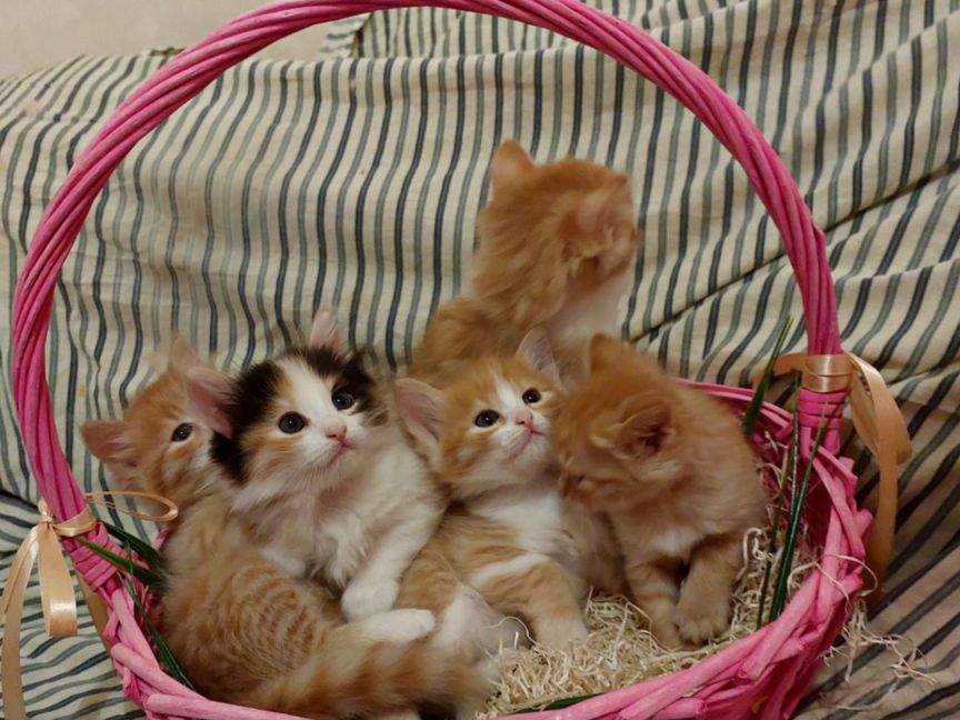 Продаём миленьких котят Сибирской породы