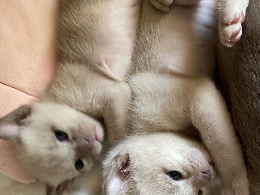 Котята европейской бурмы