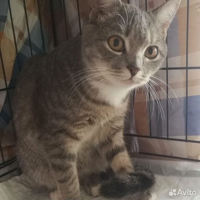 Кошечку ждет опять улица