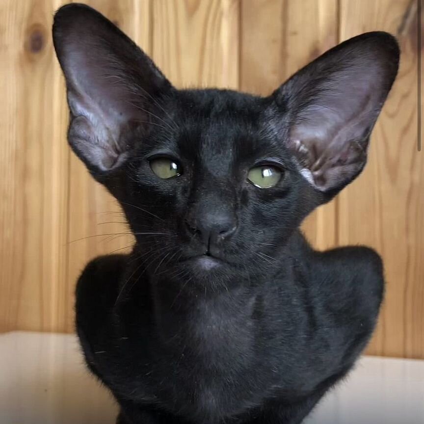 Ориентальный котёнок