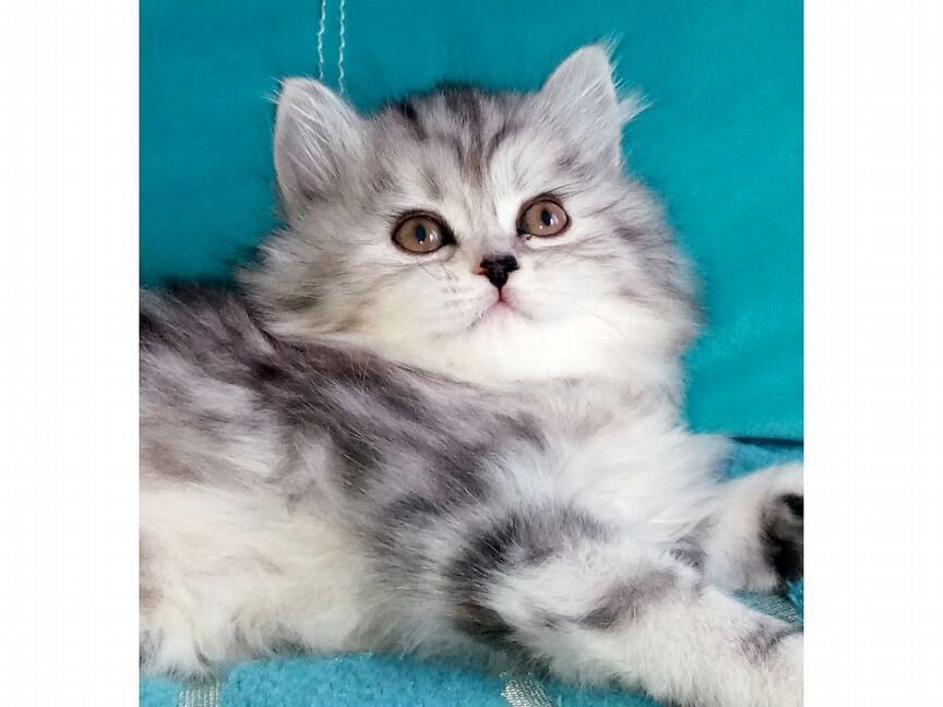 Шотландская красавица