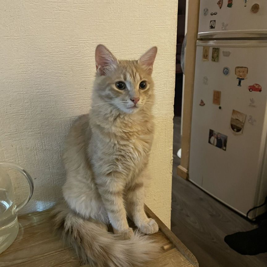 Отдам кота в добрые руки бесплатно