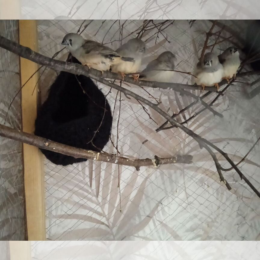 Зебровые амадины