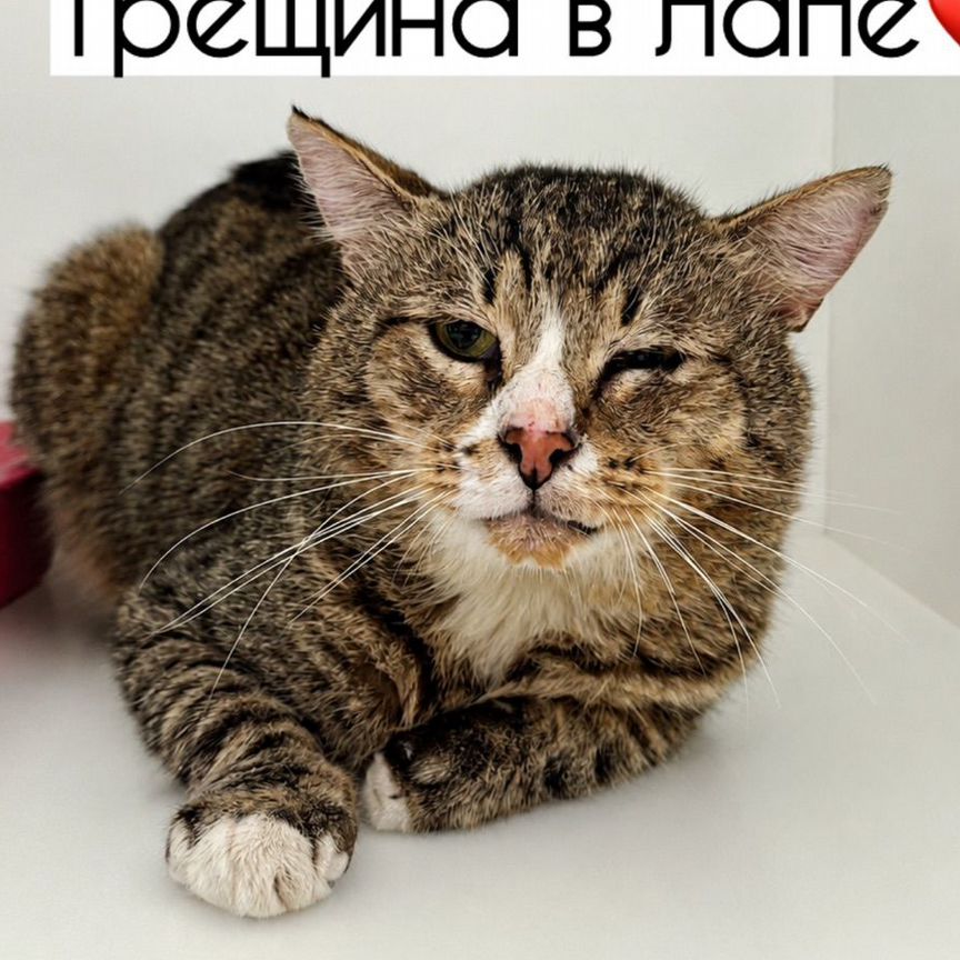 Взрослый кот в добрые руки