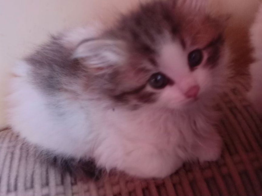 Котята в хорошие руки за рубль