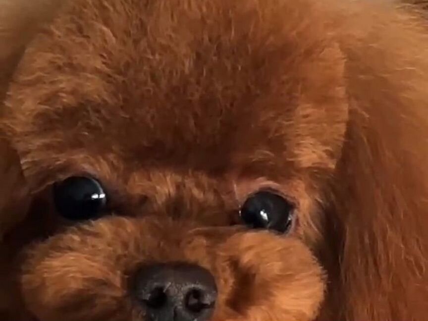 Той-пудель Живое Счастье