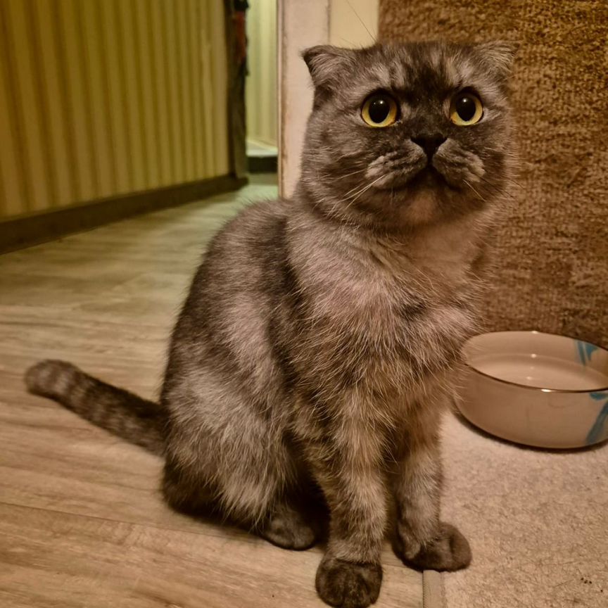 Шотландская
