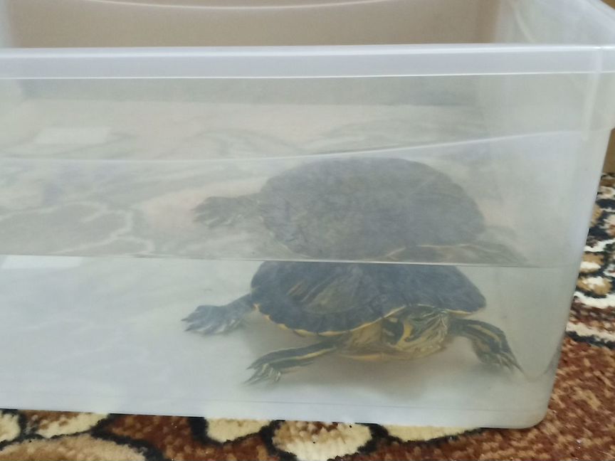 Черепаха водная желтоухая