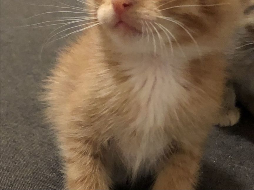 Котенок Ханни ищет мамПап