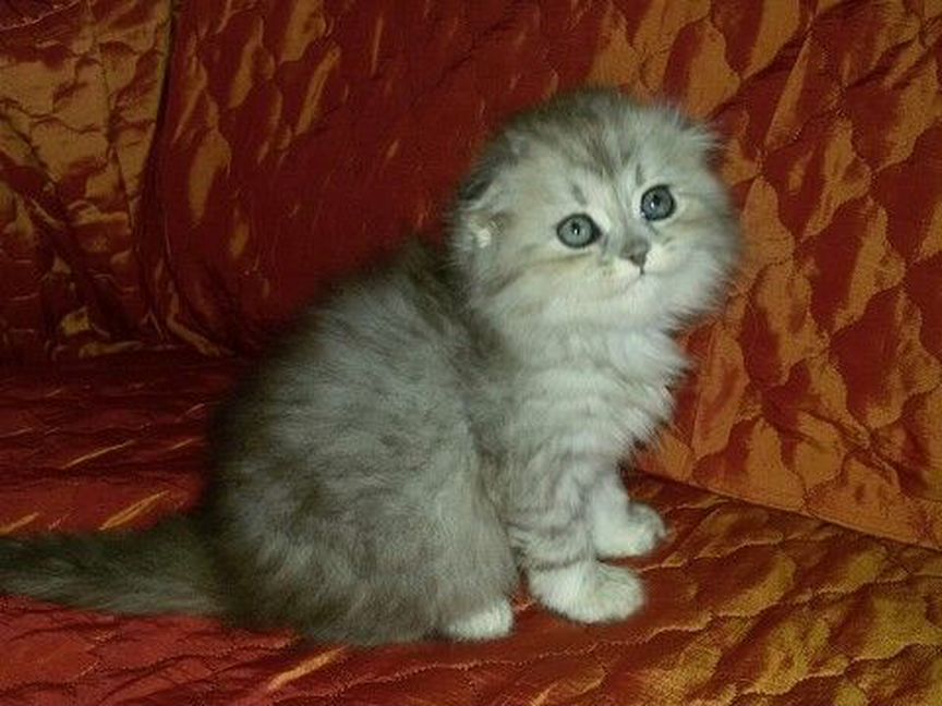 Шотландские котята скоттиш-фолды
