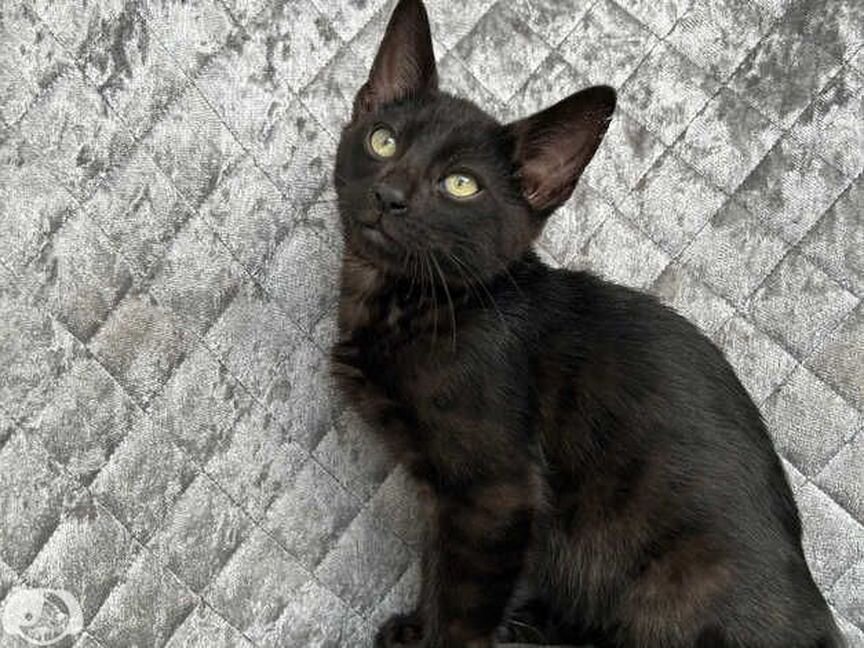 Котёнок бенгал в добрые руки бесплатно