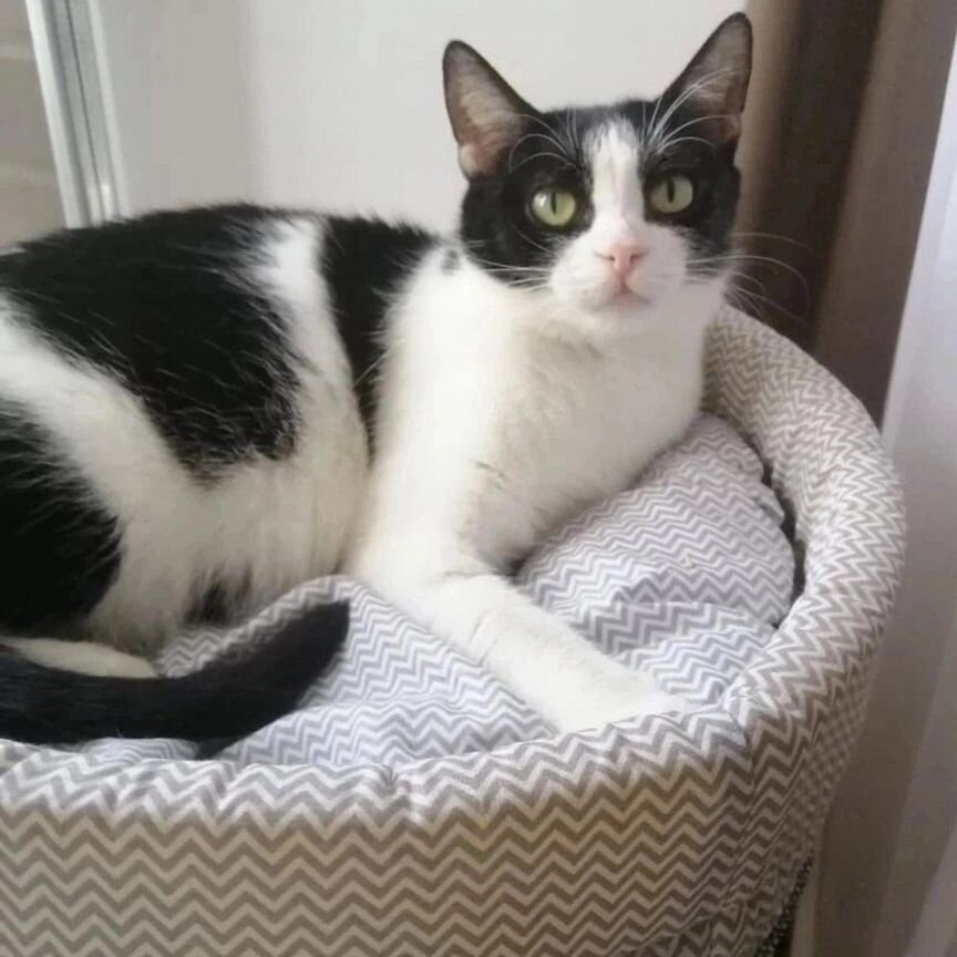 Элегантная кошечка-компаньонка