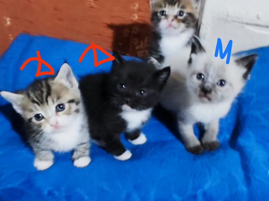 Котята только в добрые руки