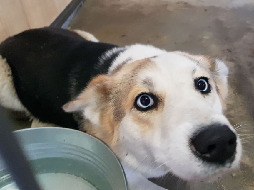 Голубоглазый блондин ищет дом