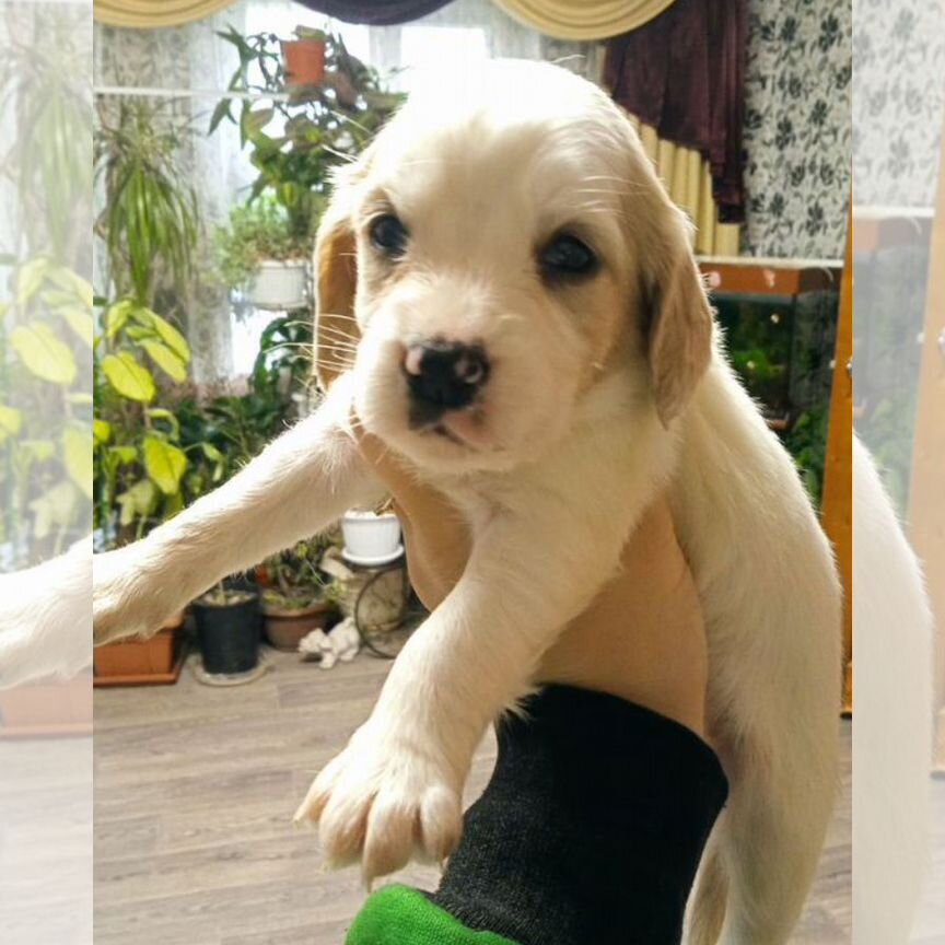 Русский охотничий спаниель, щенок