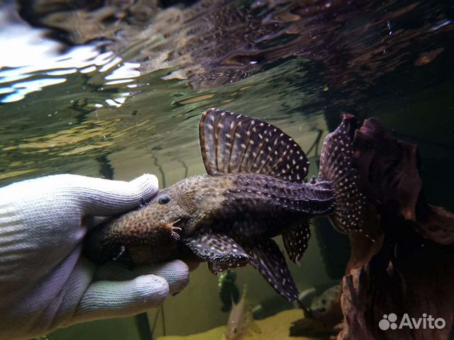 Pseudacanthicus L-097 30см