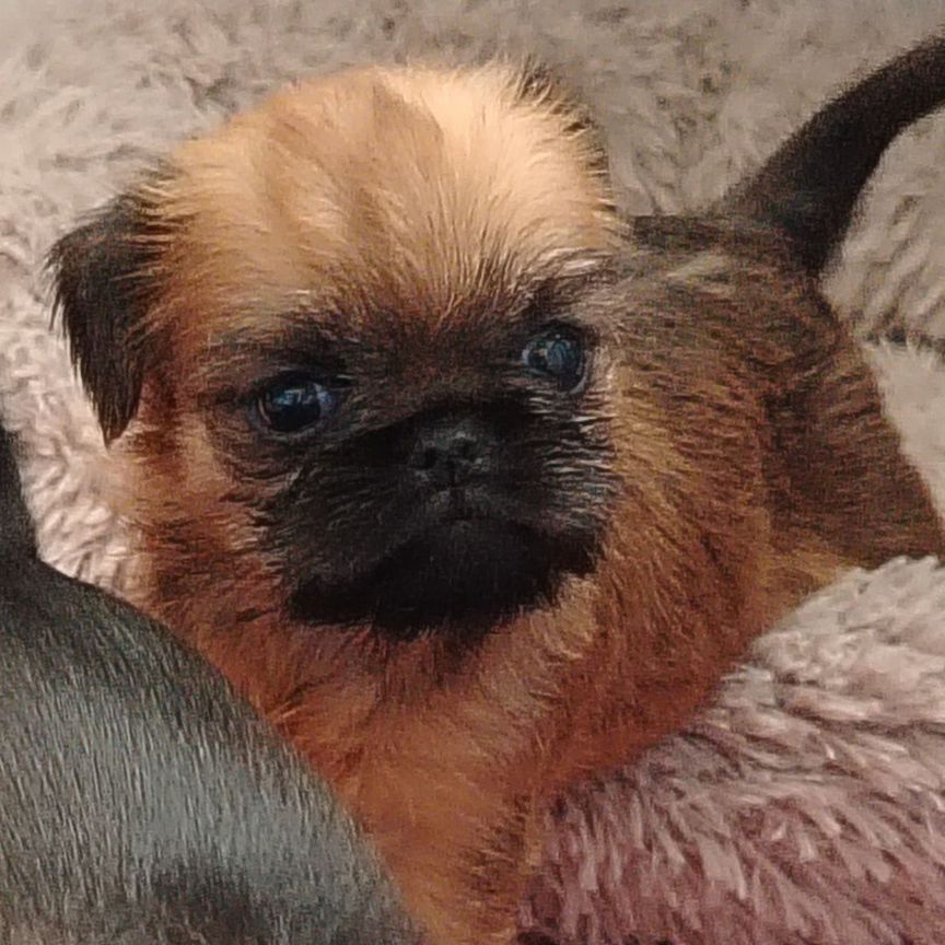 Брюссельский гриффон, щенок