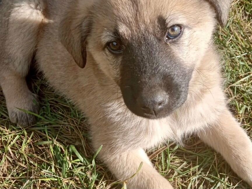 Крепенькие и красивые девчонки ищут дом