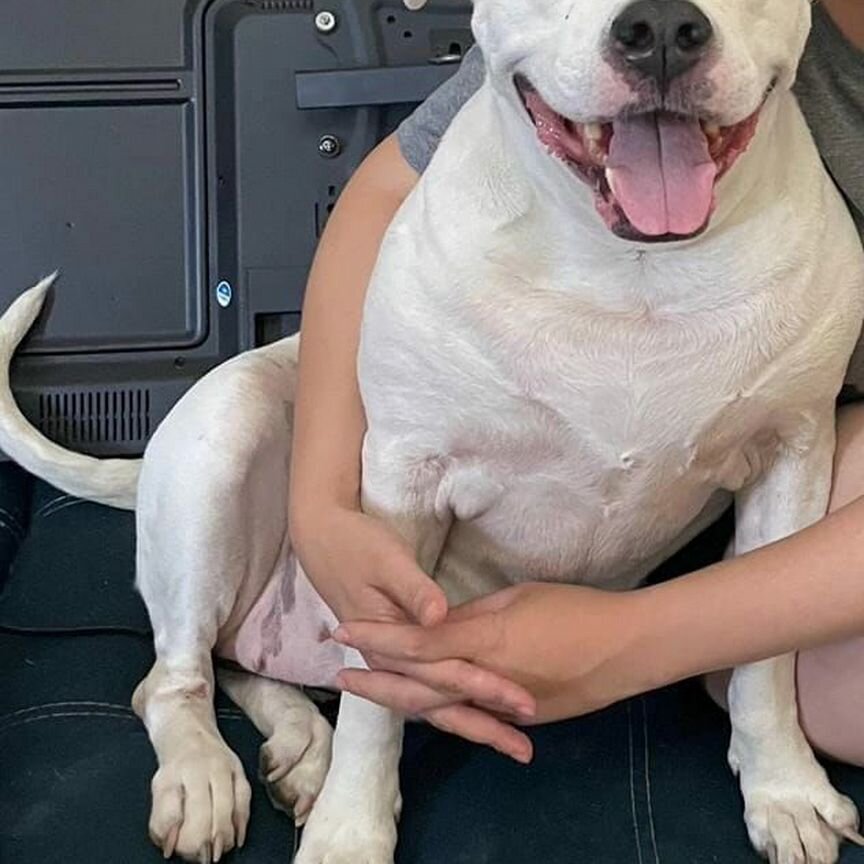 Собака стафтерьер в добрые руки