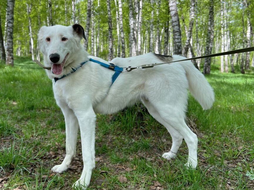 Ласковый Кокос скучает в приюте