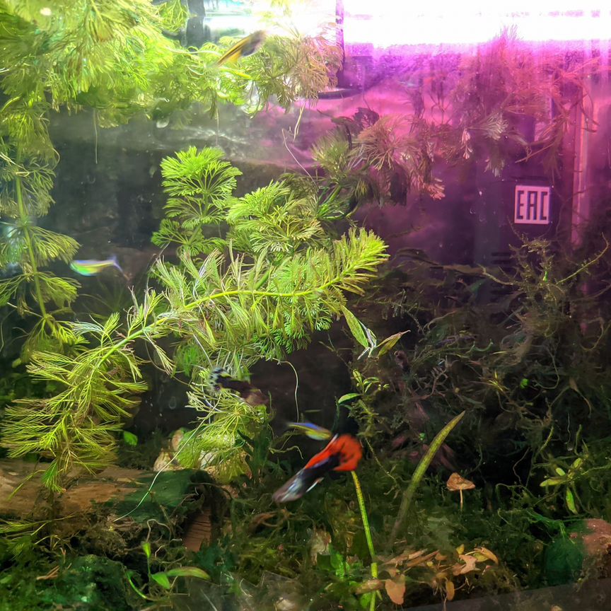 Расбора куботай