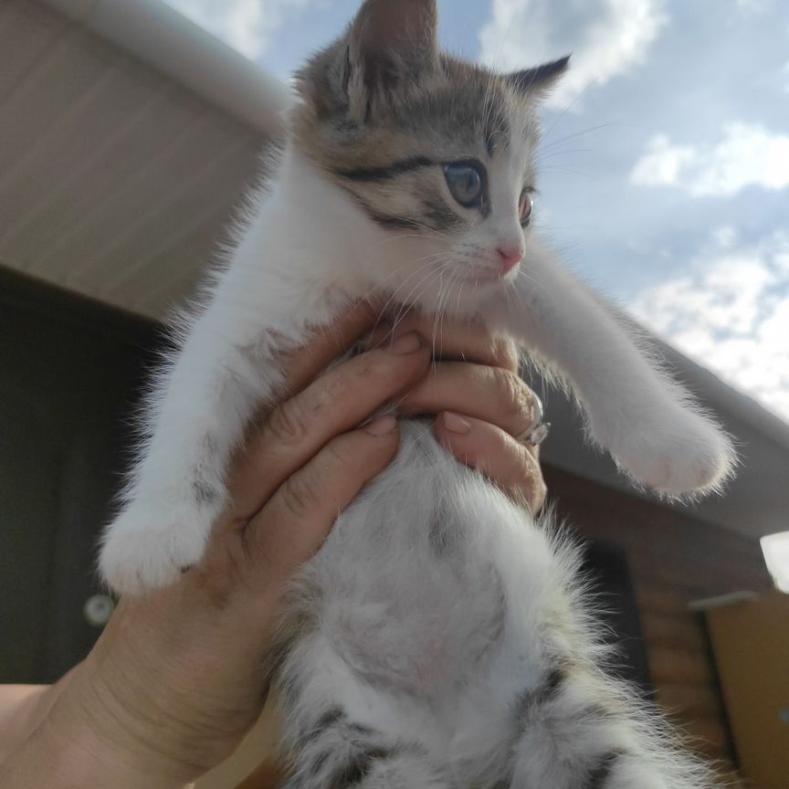 Отдам котенка