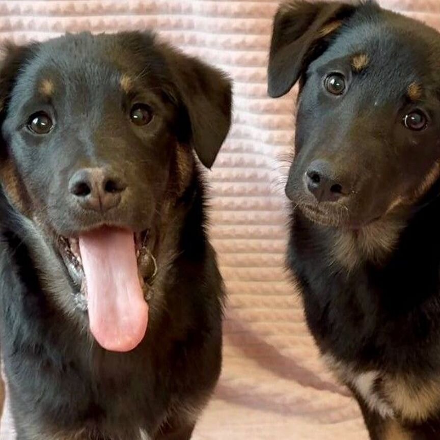 Щенок мальчик девочка собака в добрые руки