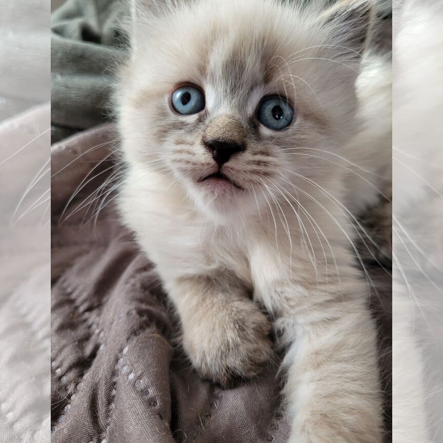 Котята