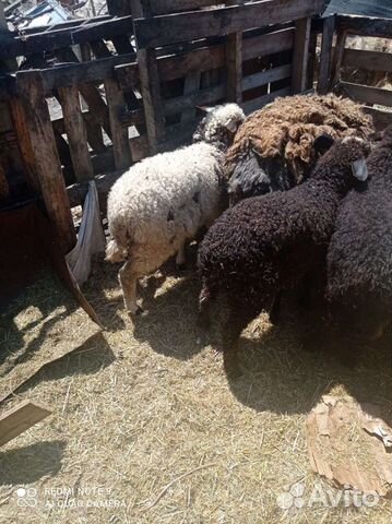 Ягнята на развод