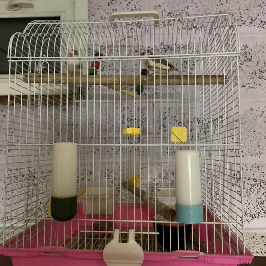 Попугай амадин