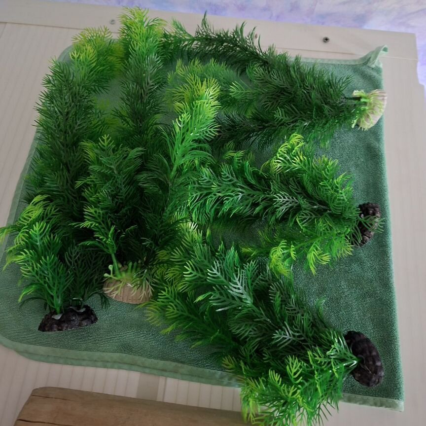 Аквариумные растения