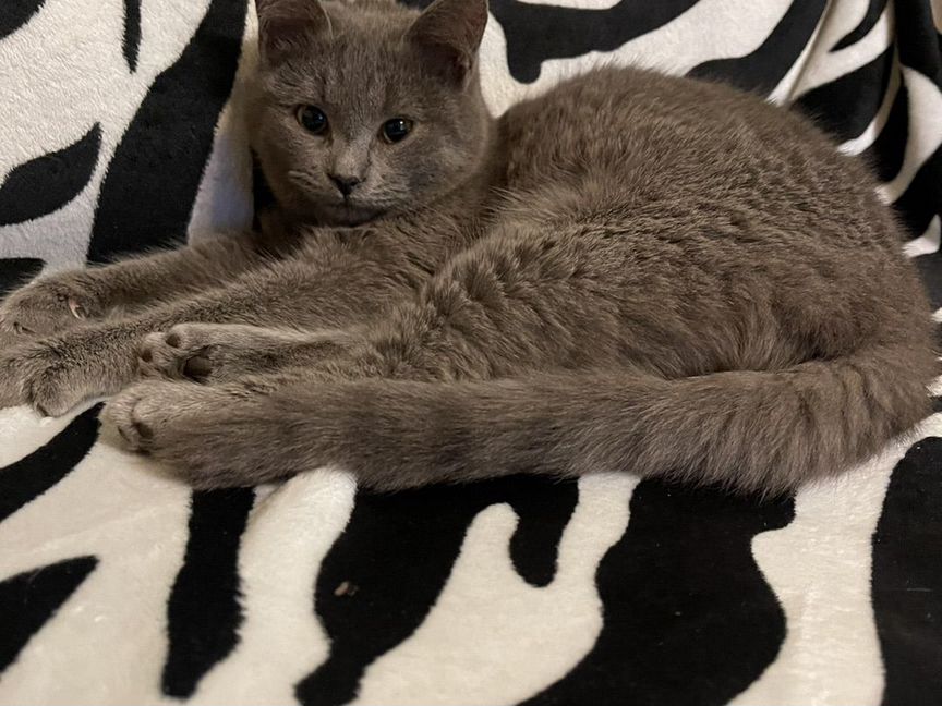 Котята русская голубая в добрые руки