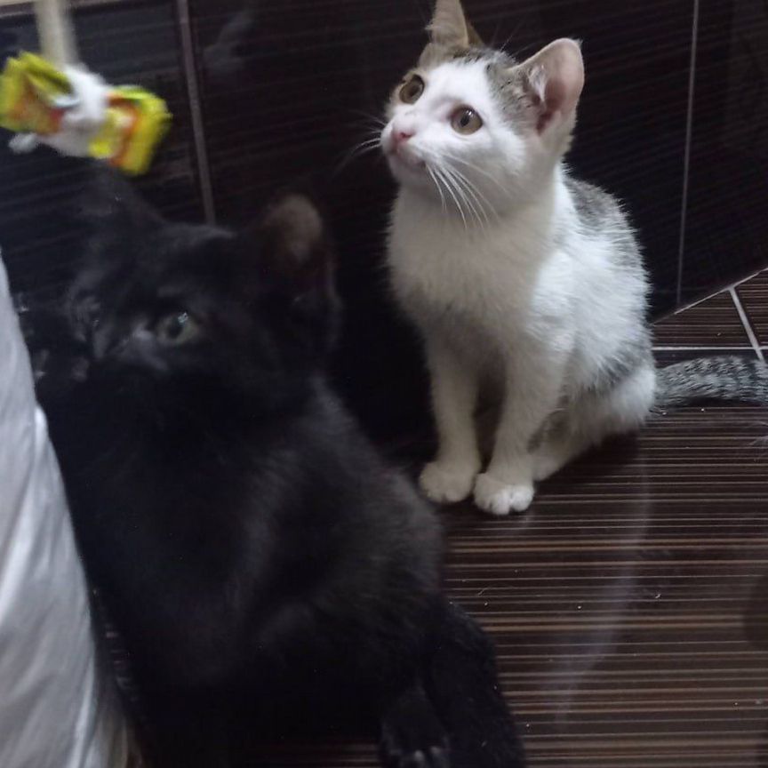 Котята ищут дом