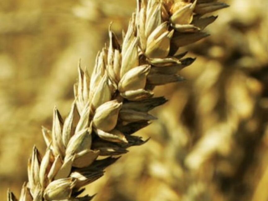 Пшеница фуражная