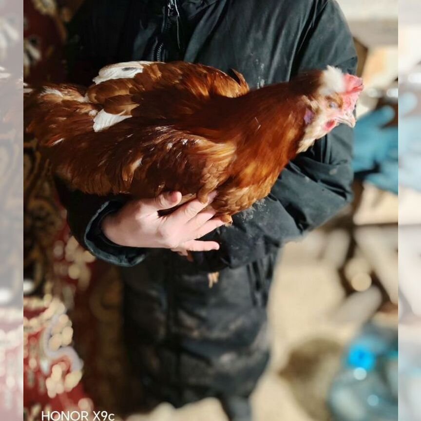 Молодые петухи