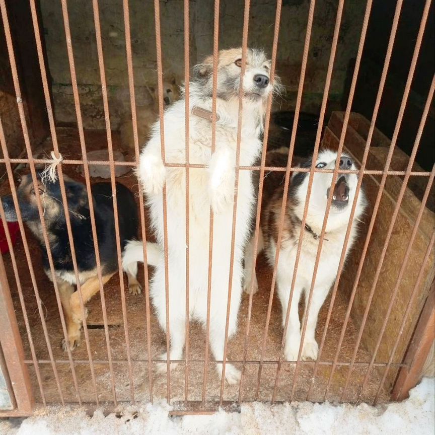 Собаки в добрые руки в отлове