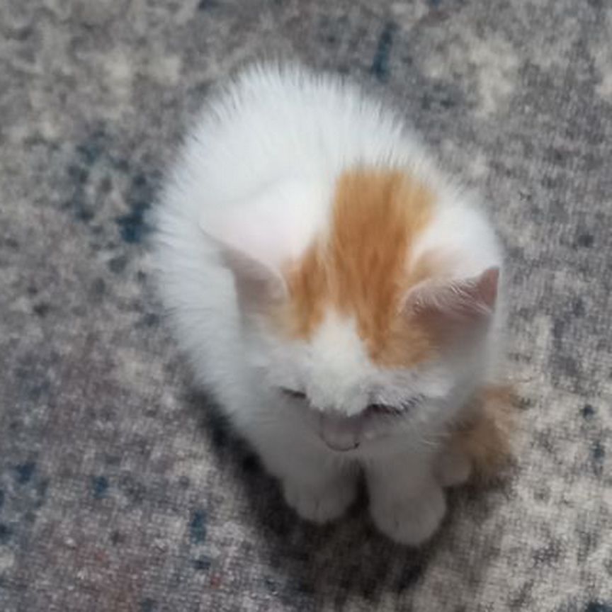 Ориентальный котёнок