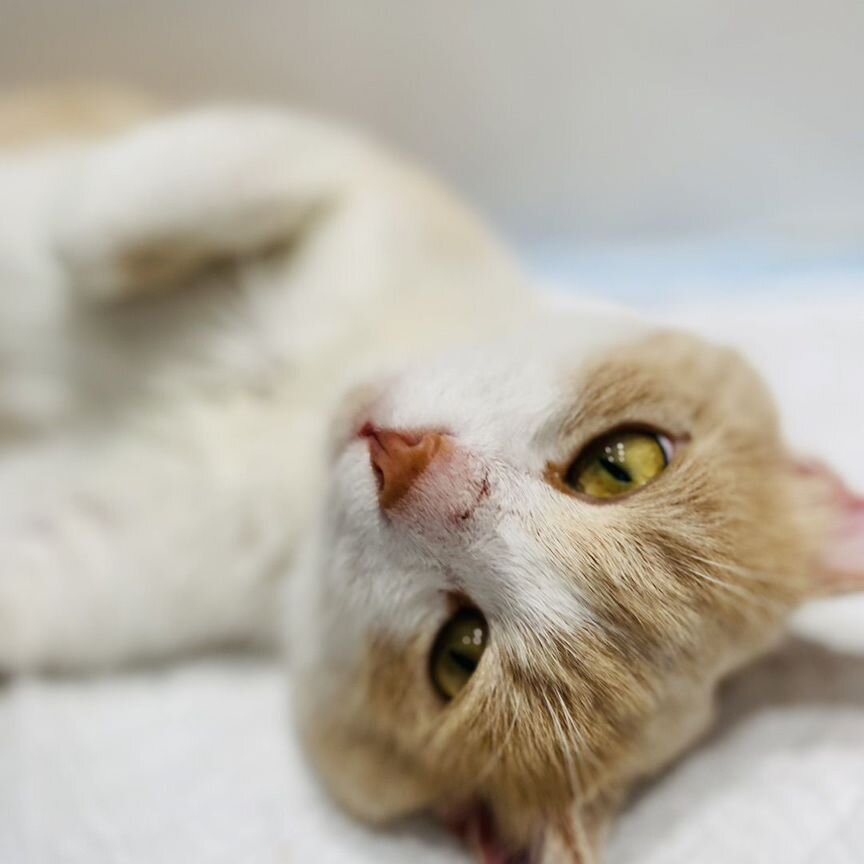 Котик ничей ищет Дом