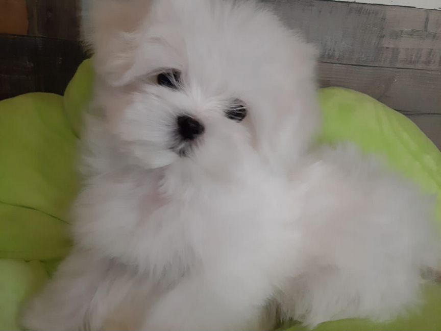 Мальтезе. Мальтийская болонка. Щенки. РКФ