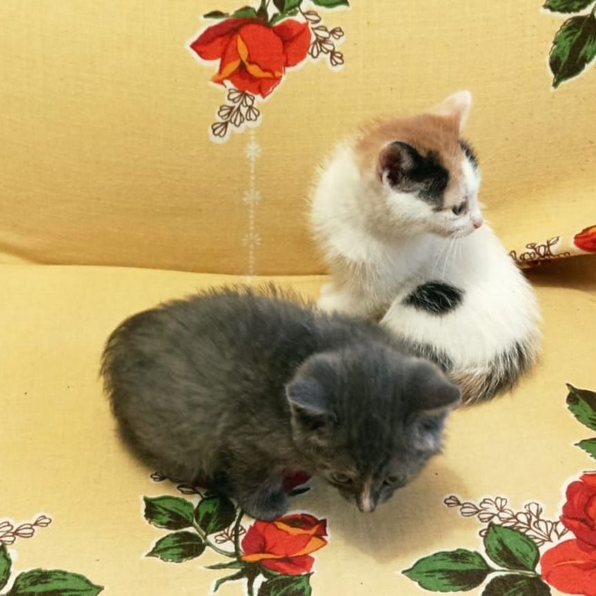 Котята в добрые руки бесплатно