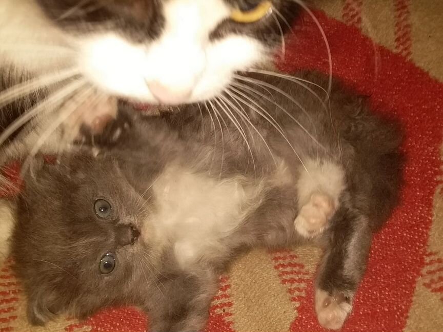 Кошка в дар бесплатно