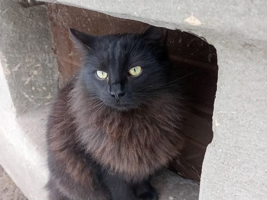 Кот красоты невероятной