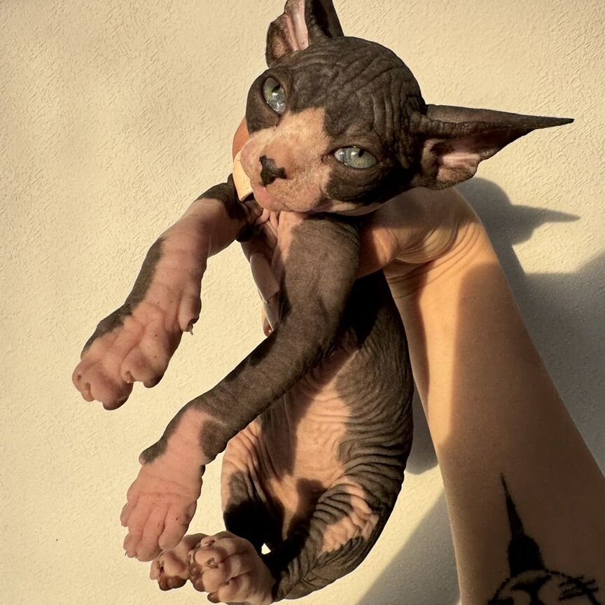 Канадский сфинкс