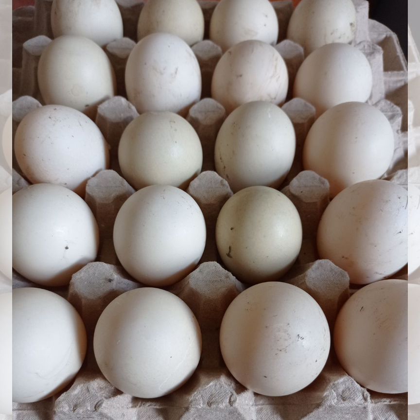 Инкубационное яйцо индоутки