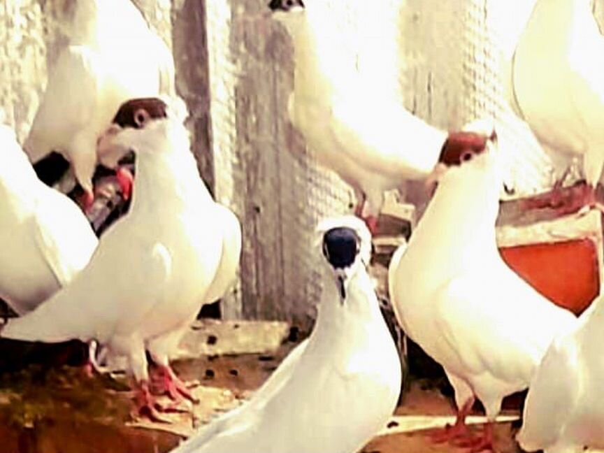 Голуби бакинцы павлины монахи