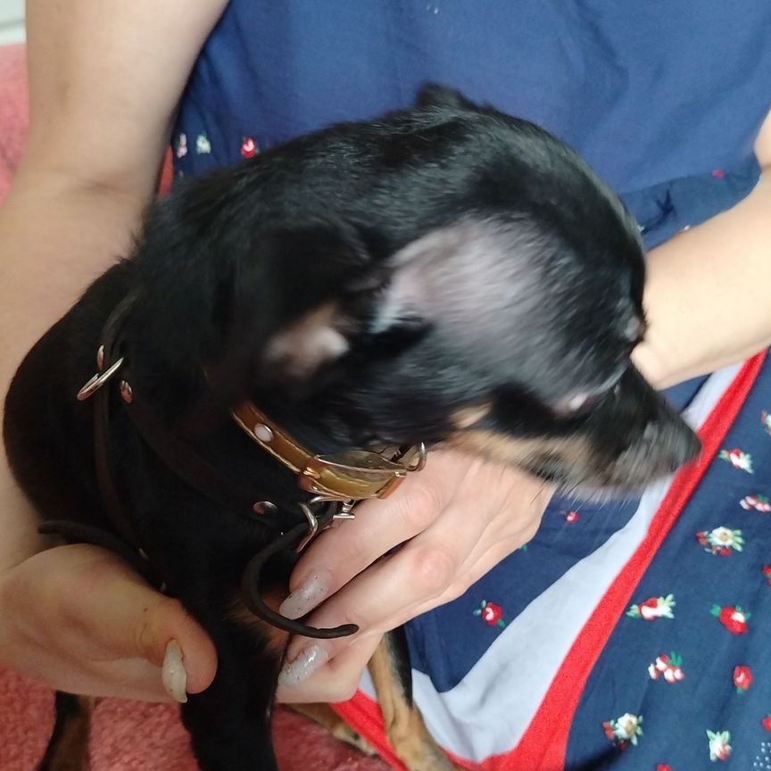 Русский той-терьер, взрослый пёс