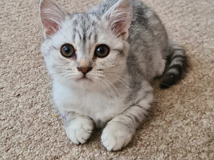 Котята